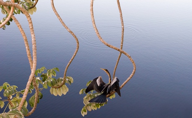 Inspiring Collection of Creative Bird Photography | Test